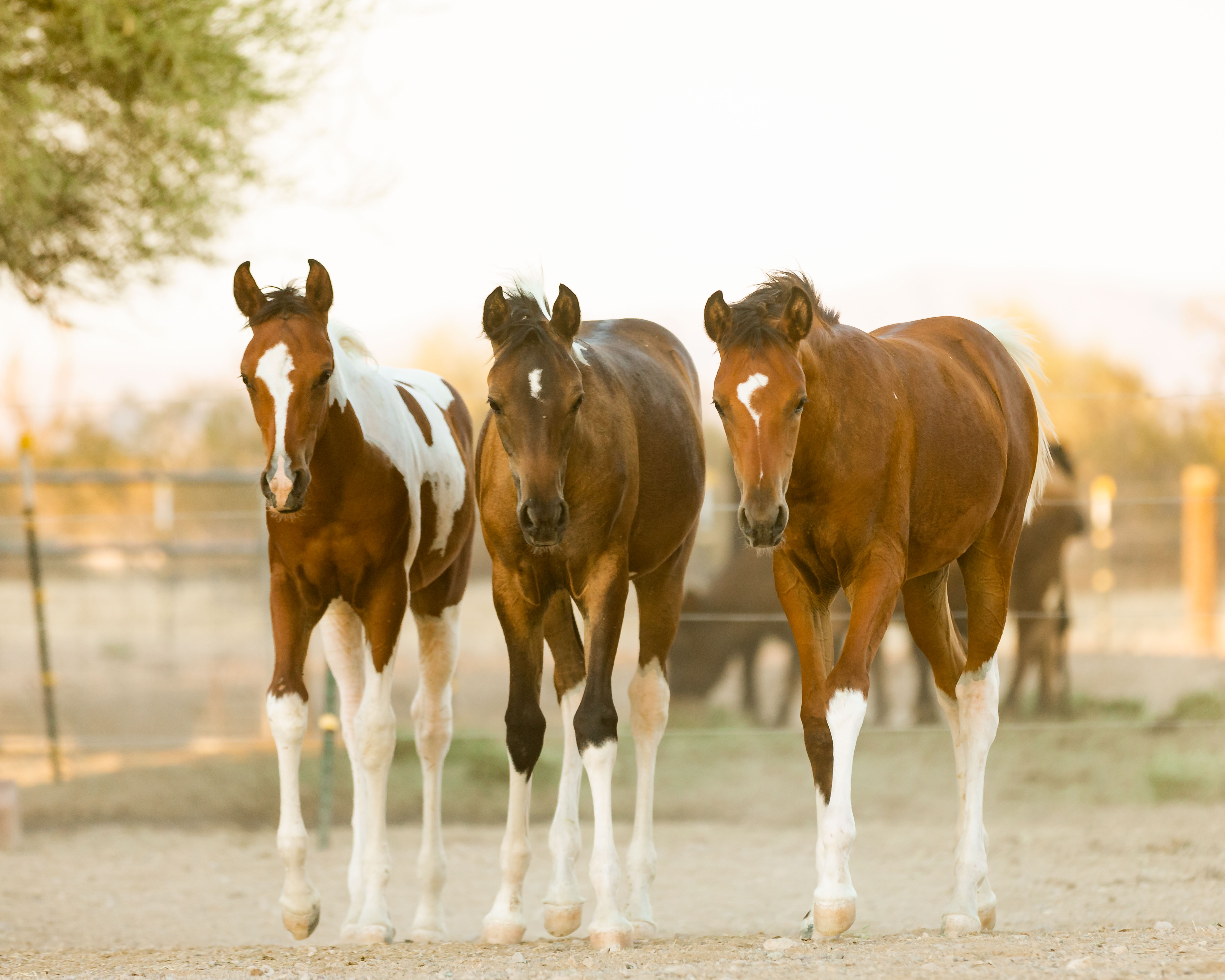 What is a Pintabian?