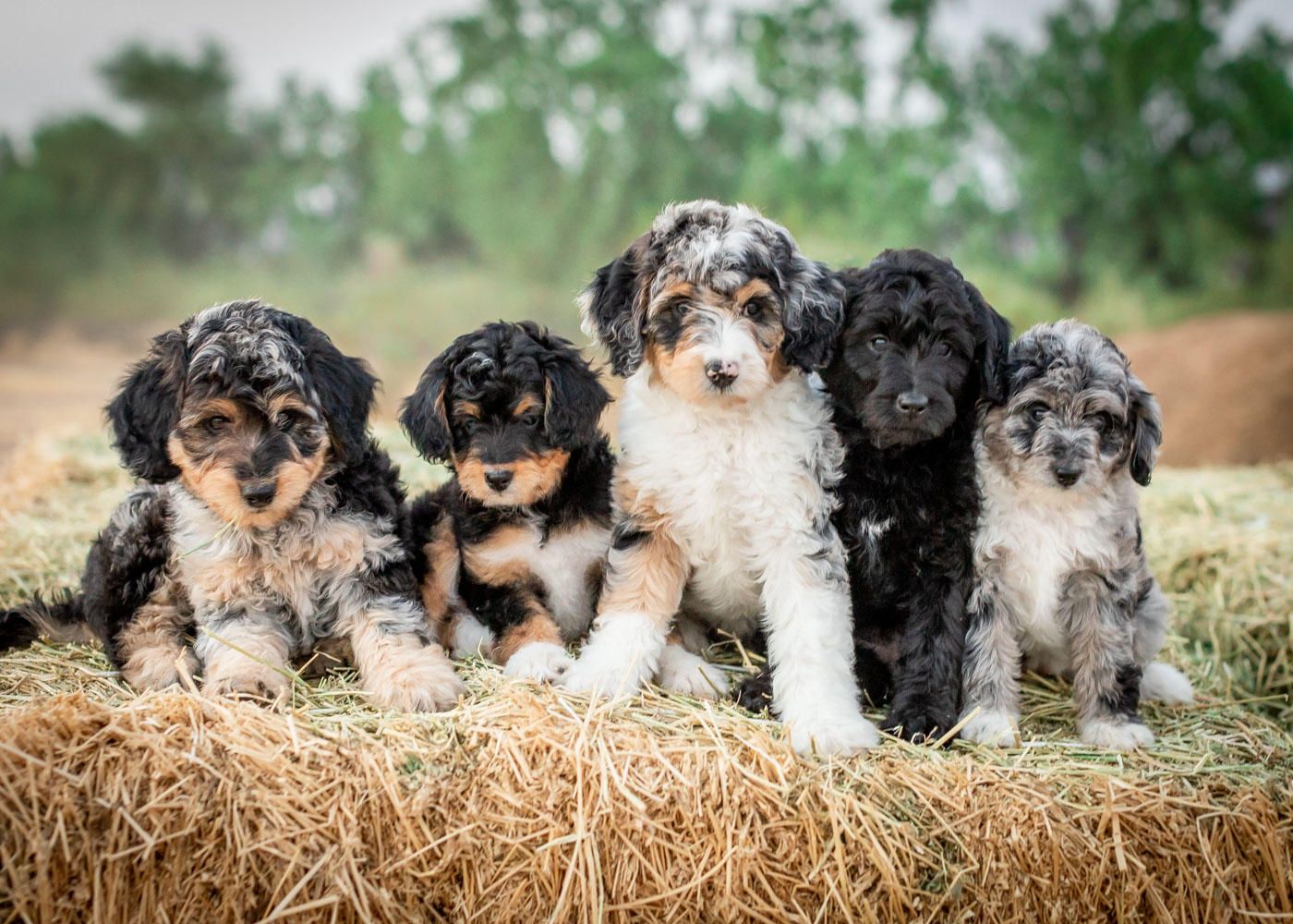 Planned Litters